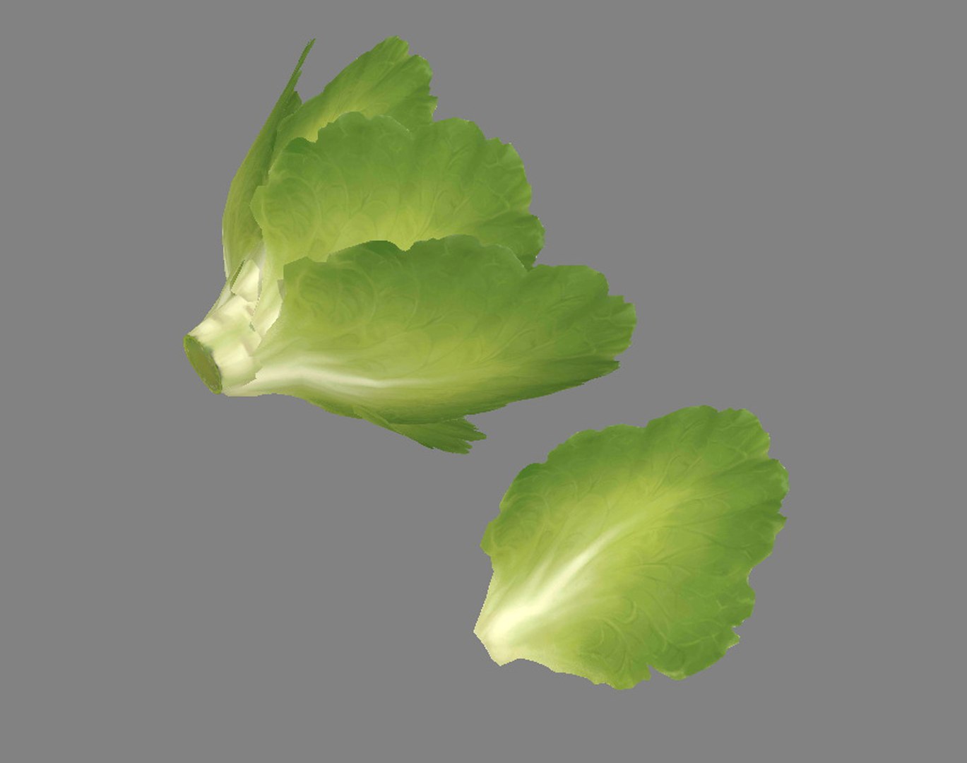 lettuce texture 3d