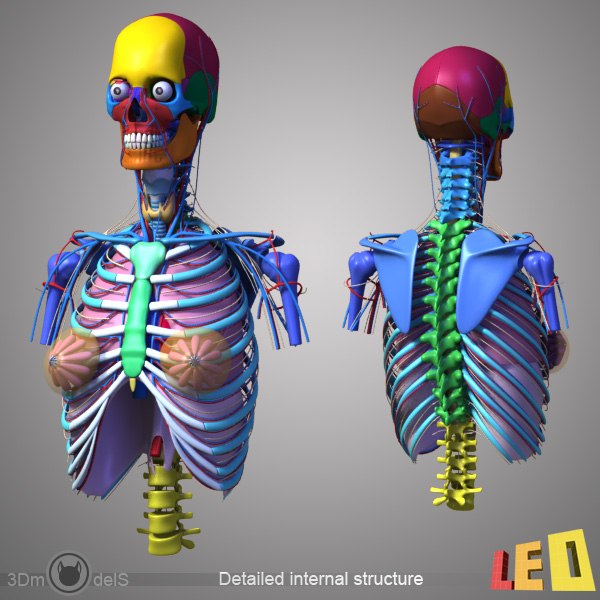 3d model female anatomy 2
