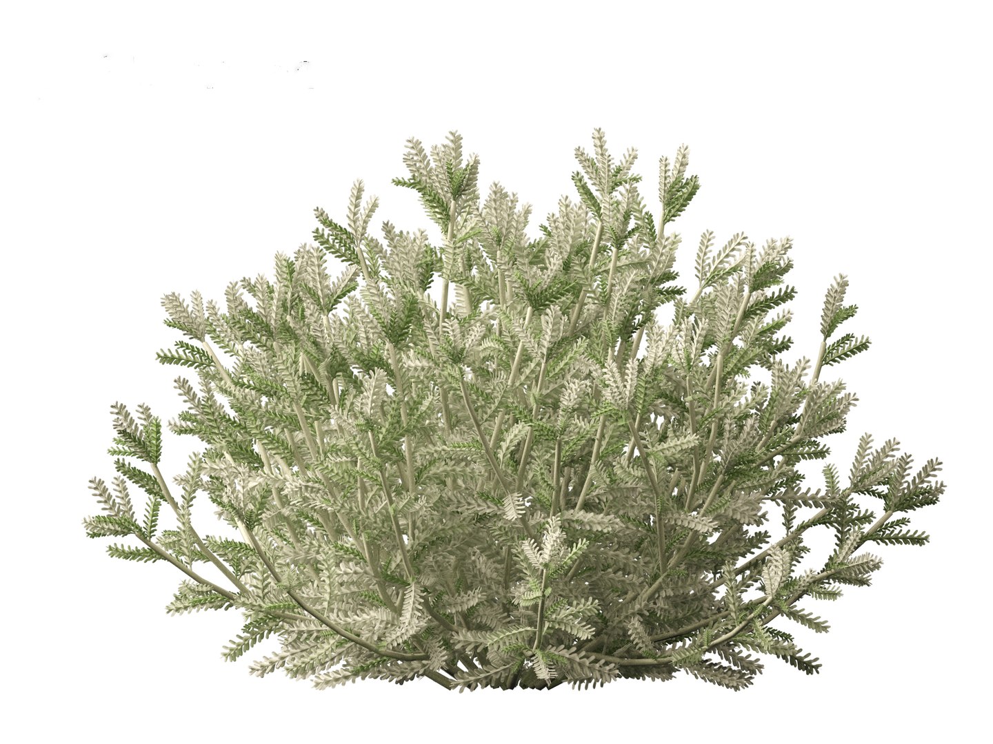 3D Santolina Chamaecyparissus - Cotton Lavender Model - TurboSquid 2144621