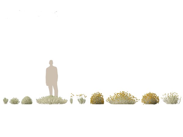 Plants Cotton 3D Models for Download | TurboSquid