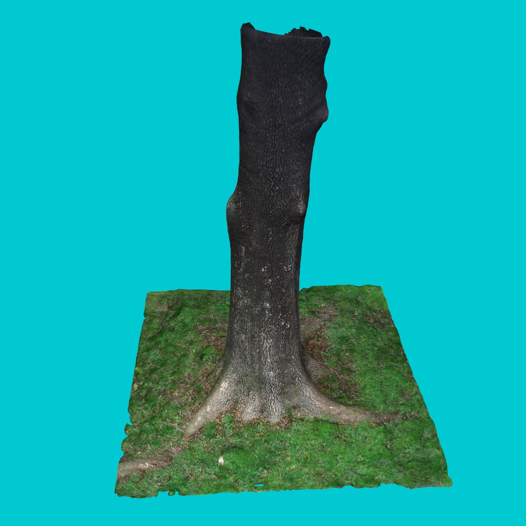 3d model tree trunk 6