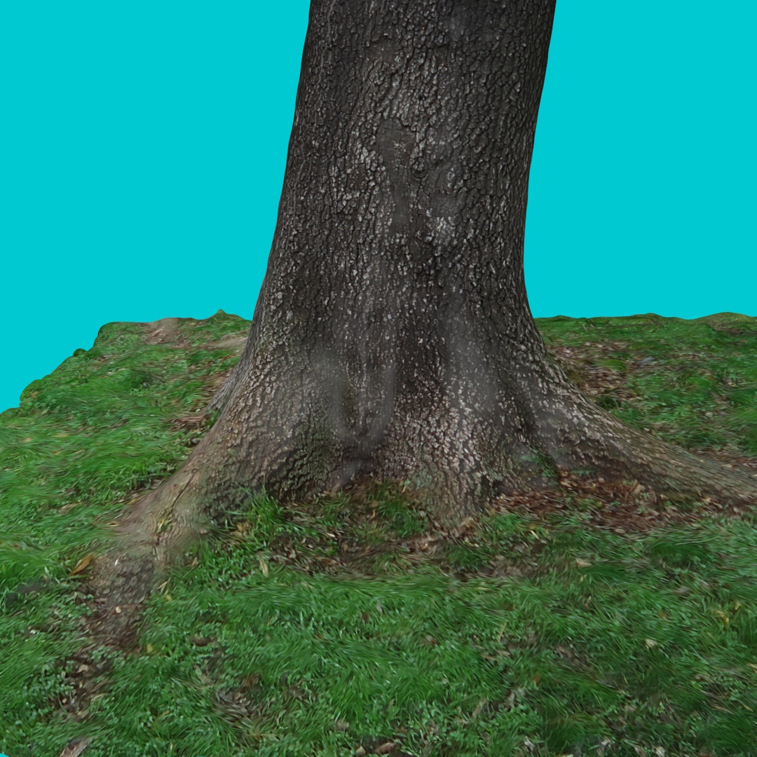 3d model tree trunk 6