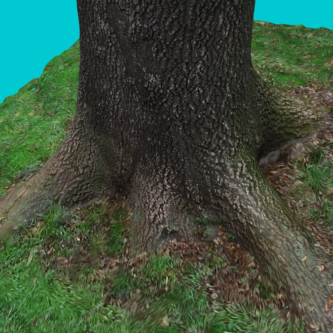 3d model tree trunk 6