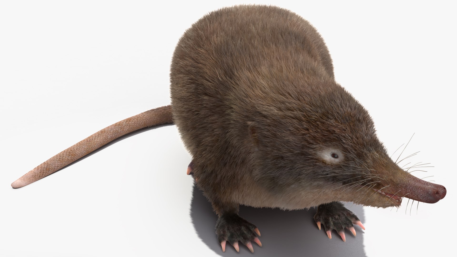 Desman Mammal Idle Pose Fur 3D Model - TurboSquid 2185798