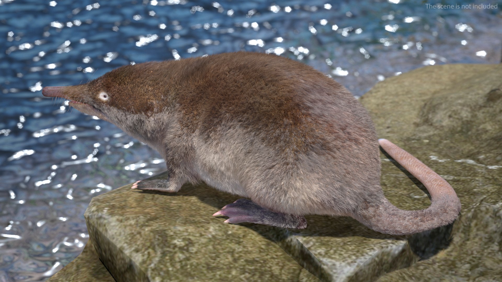 Desman Mammal Idle Pose Fur 3D Model - TurboSquid 2185798