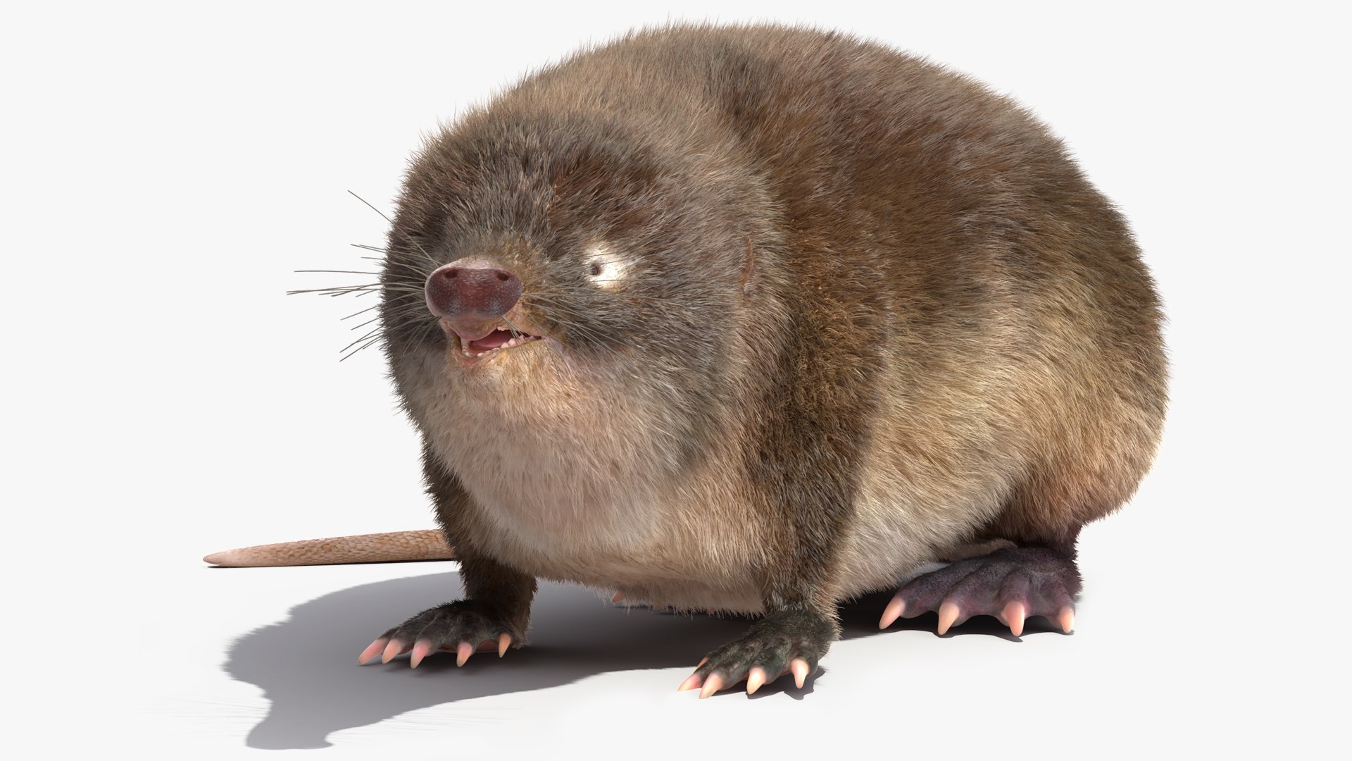 Desman Mammal Idle Pose Fur 3D Model - TurboSquid 2185798