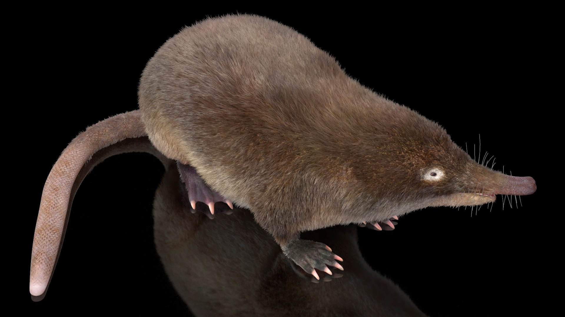 Desman Mammal Idle Pose Fur 3D Model - TurboSquid 2185798