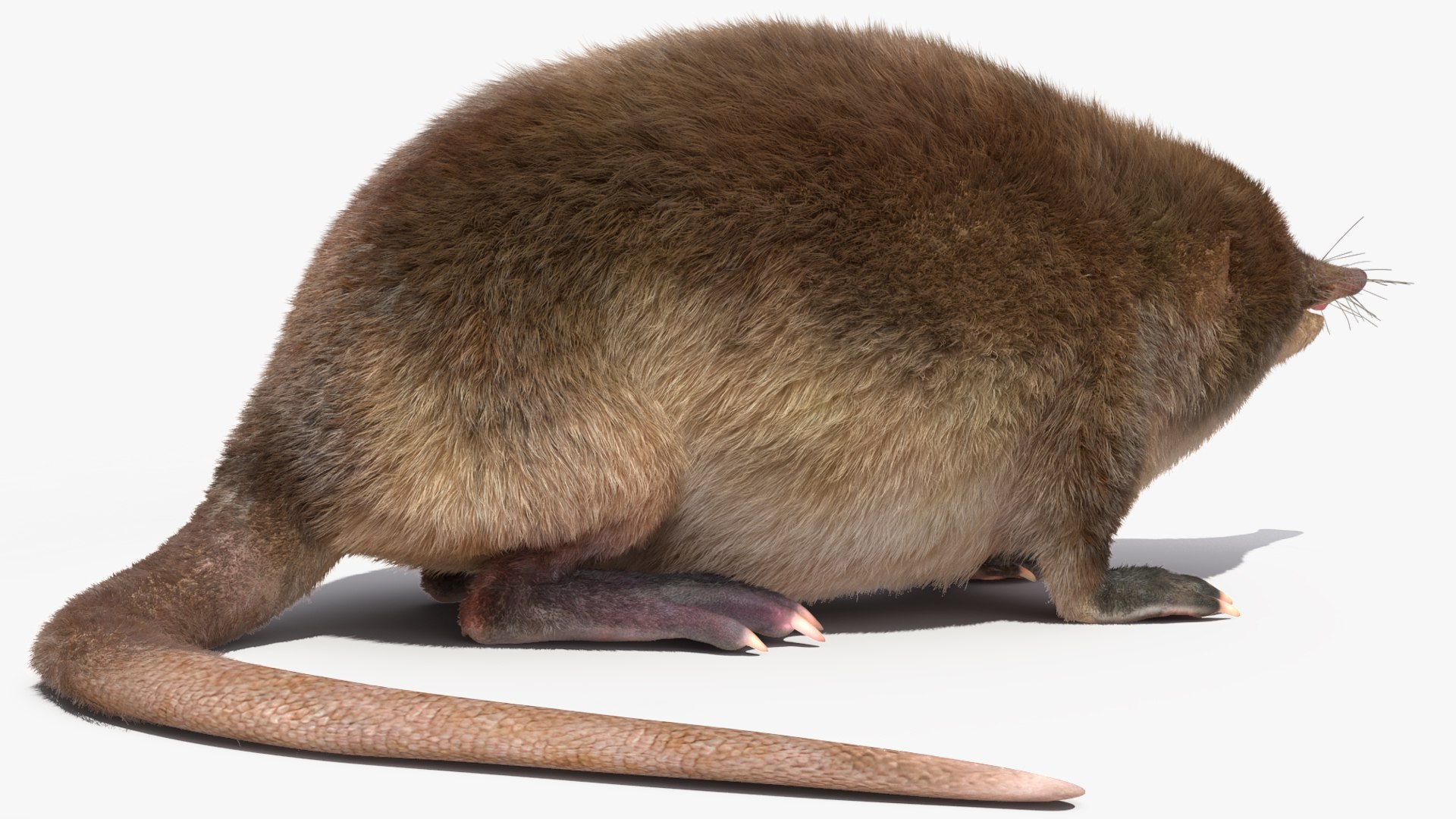 Desman Mammal Idle Pose Fur 3D Model - TurboSquid 2185798