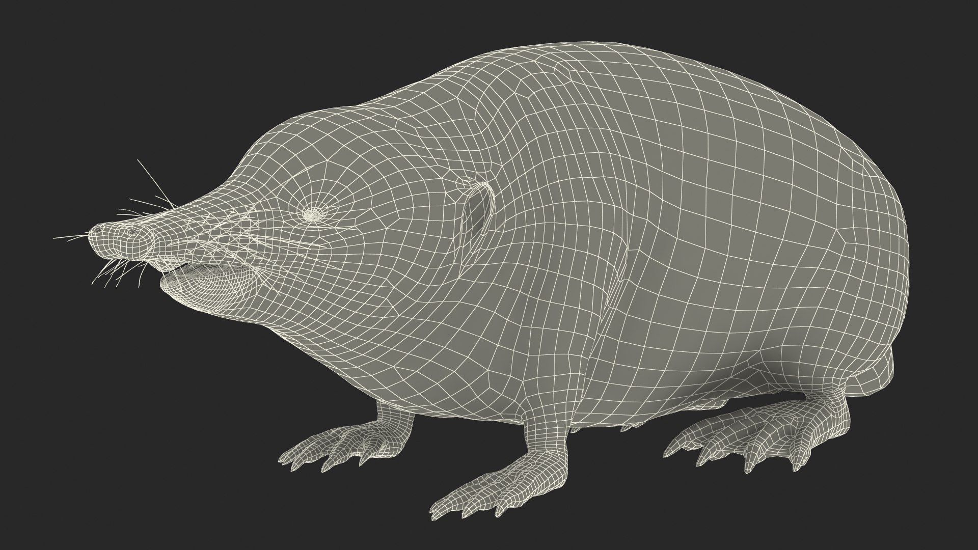 Desman Mammal Idle Pose Fur 3D Model - TurboSquid 2185798