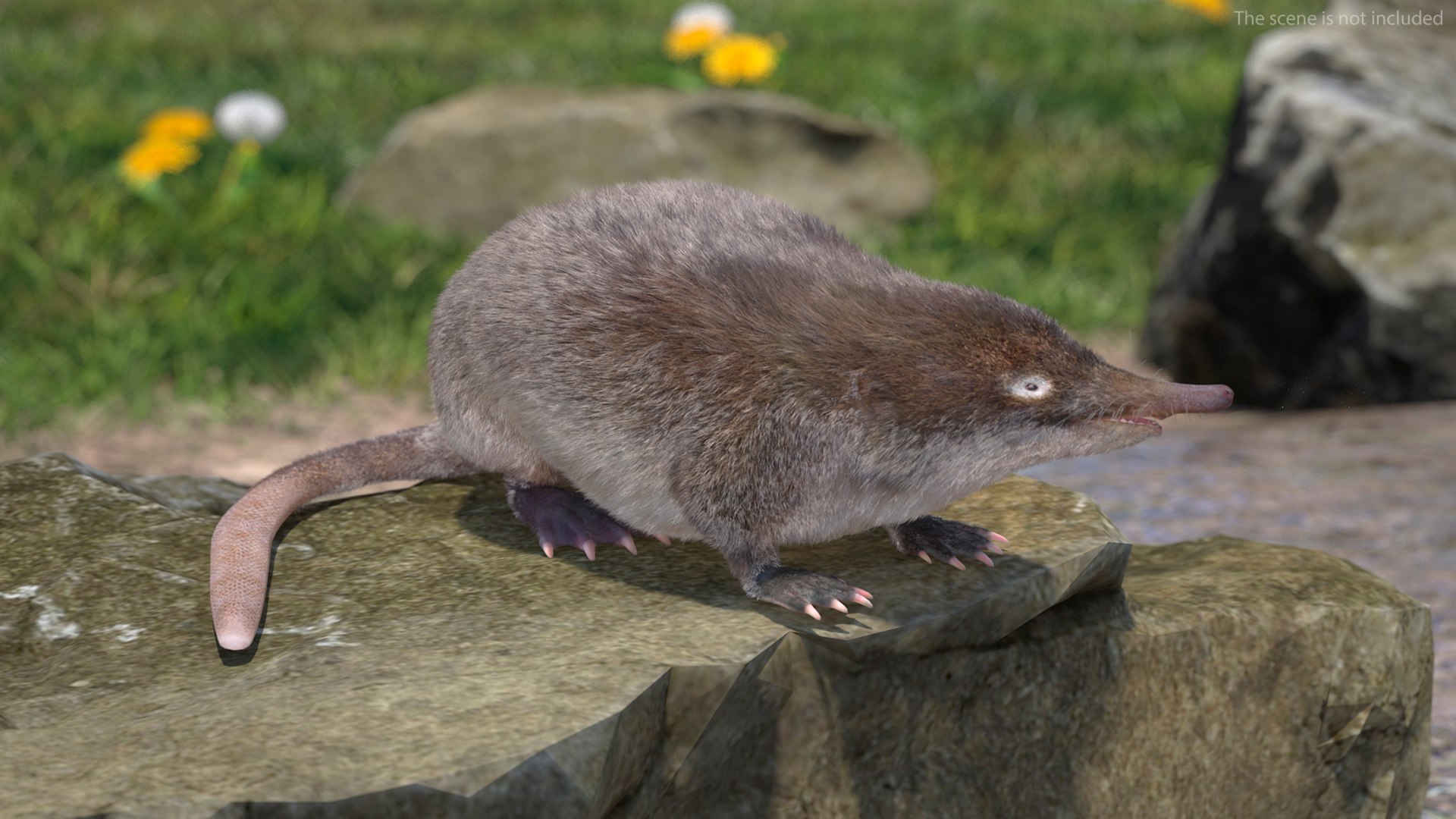 Desman Mammal Idle Pose Fur 3D Model - TurboSquid 2185798