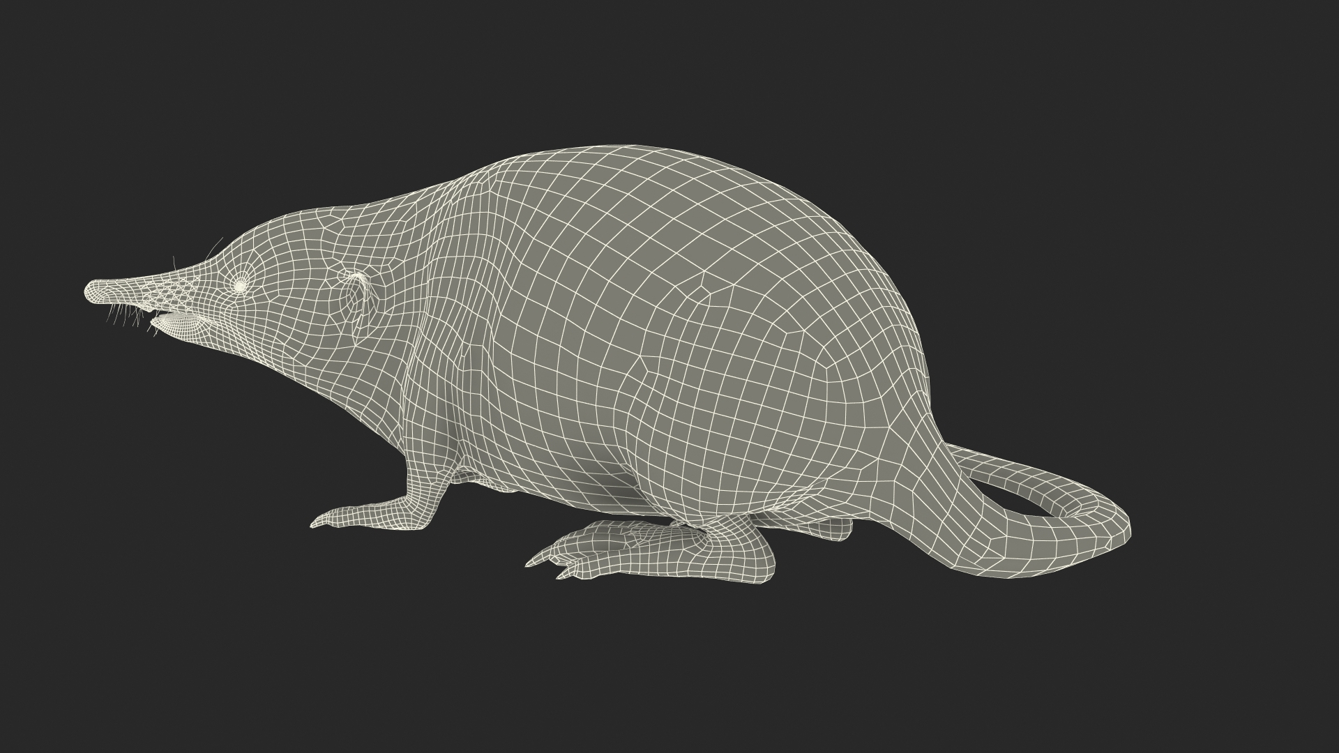 Desman Mammal Idle Pose Fur 3D Model - TurboSquid 2185798