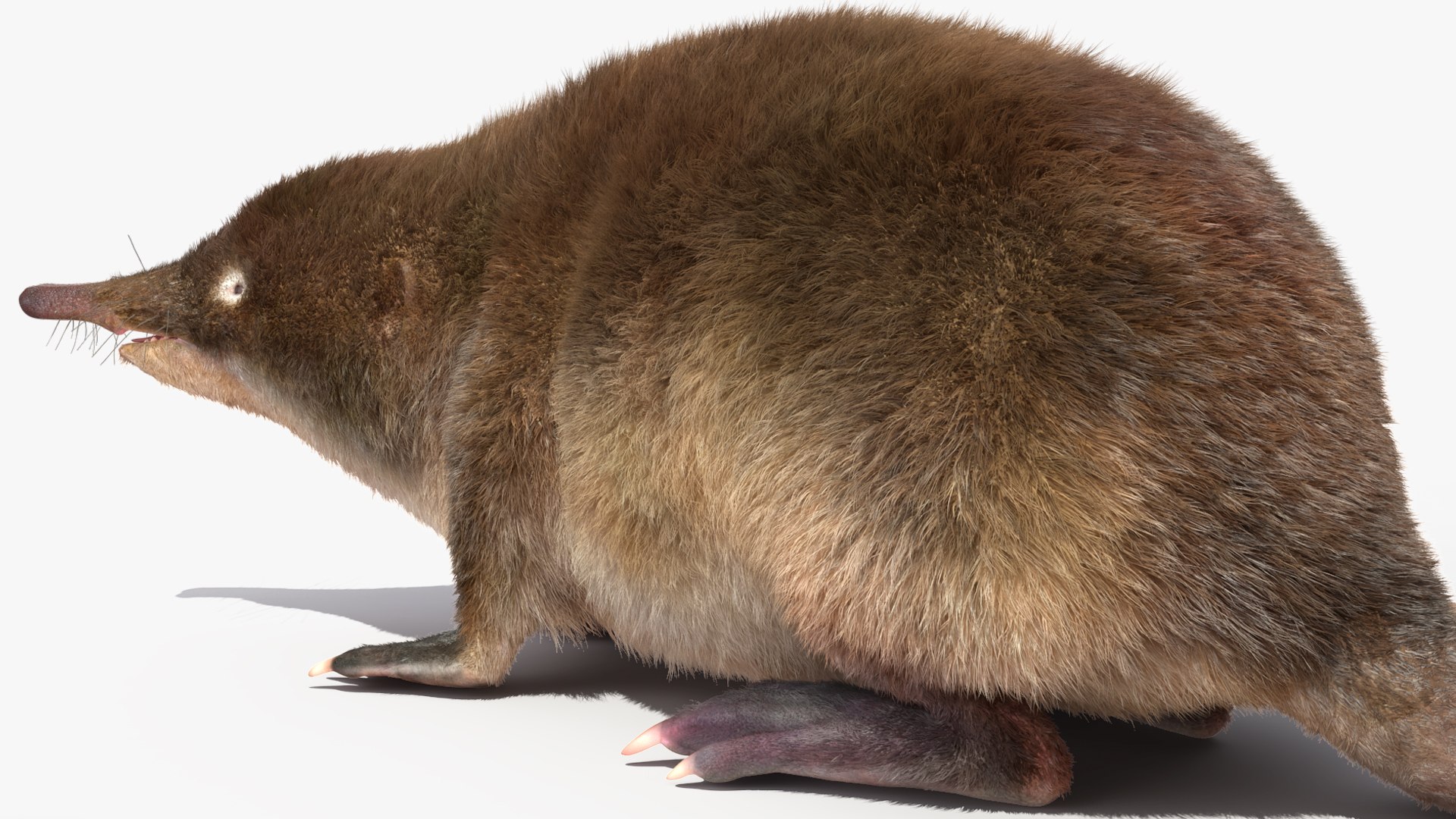 Desman Mammal Idle Pose Fur 3D Model - TurboSquid 2185798