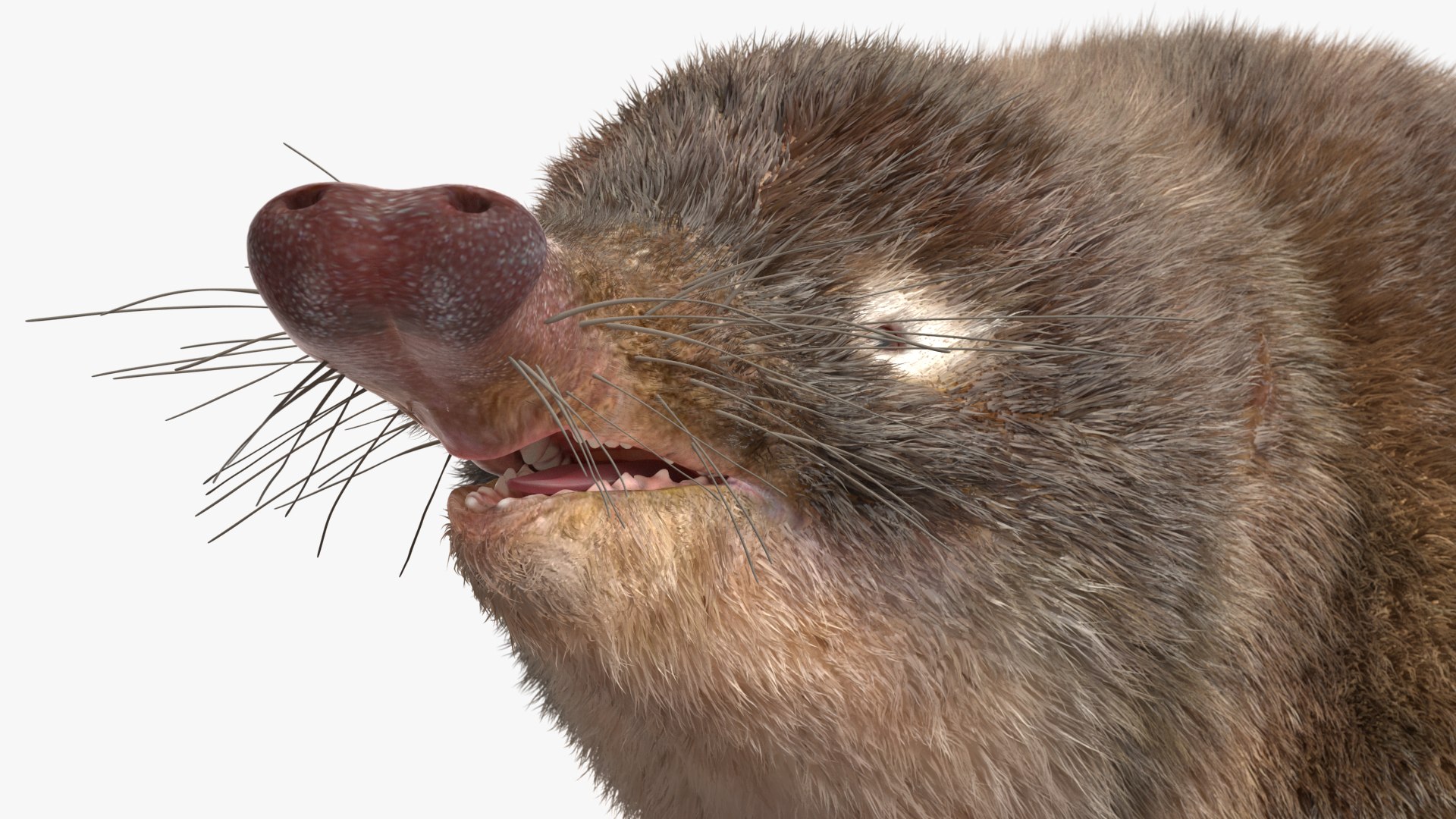 Desman Mammal Idle Pose Fur 3D Model - TurboSquid 2185798