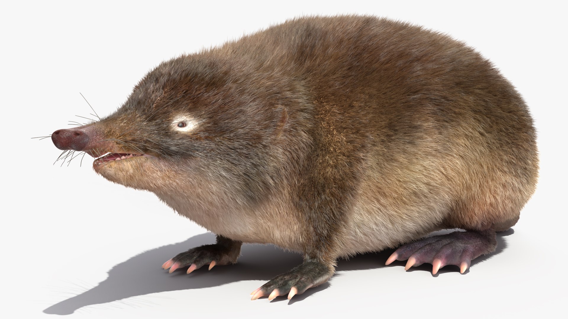 Desman Mammal Idle Pose Fur 3D Model - TurboSquid 2185798