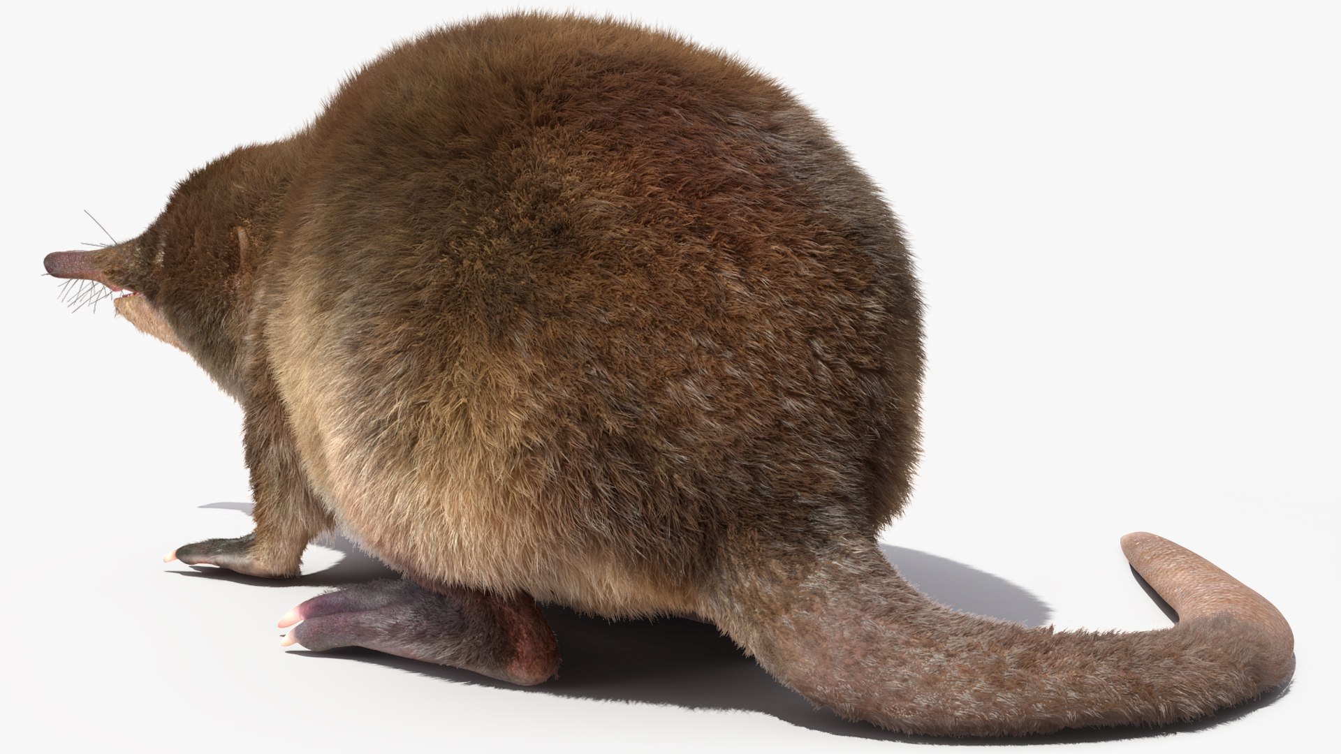 Desman Mammal Idle Pose Fur 3D Model - TurboSquid 2185798