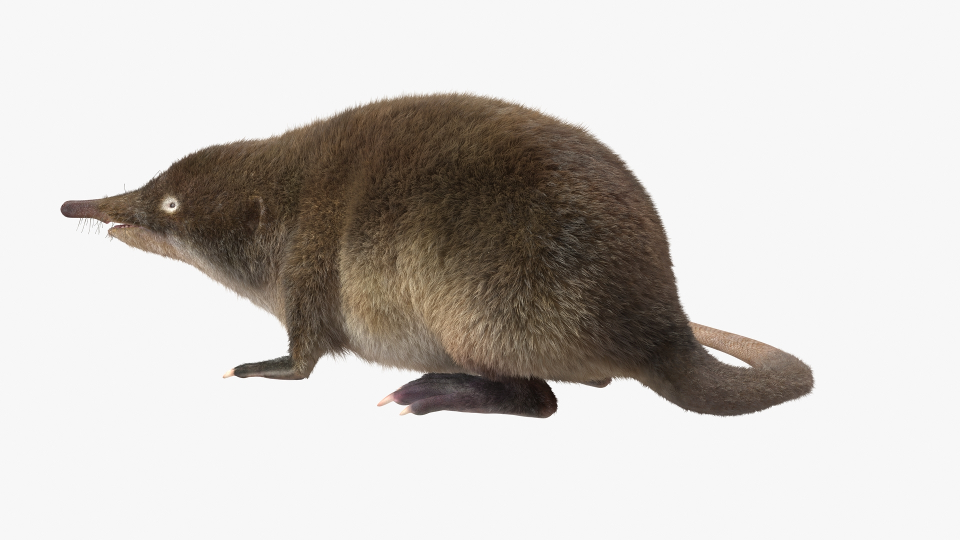 Desman Mammal Idle Pose Fur 3D Model - TurboSquid 2185798