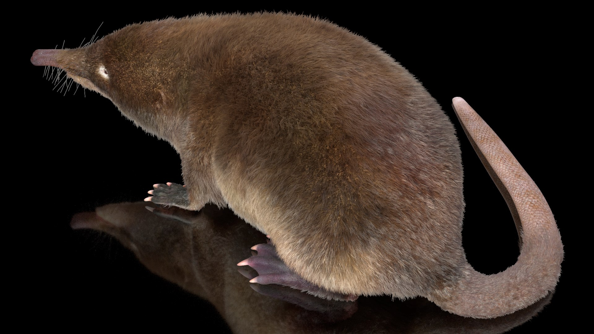 Desman Mammal Idle Pose Fur 3D Model - TurboSquid 2185798
