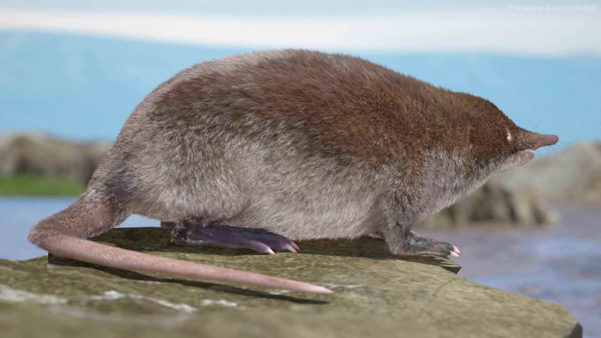 Desman Mammal Idle Pose Fur 3D Model - TurboSquid 2185798