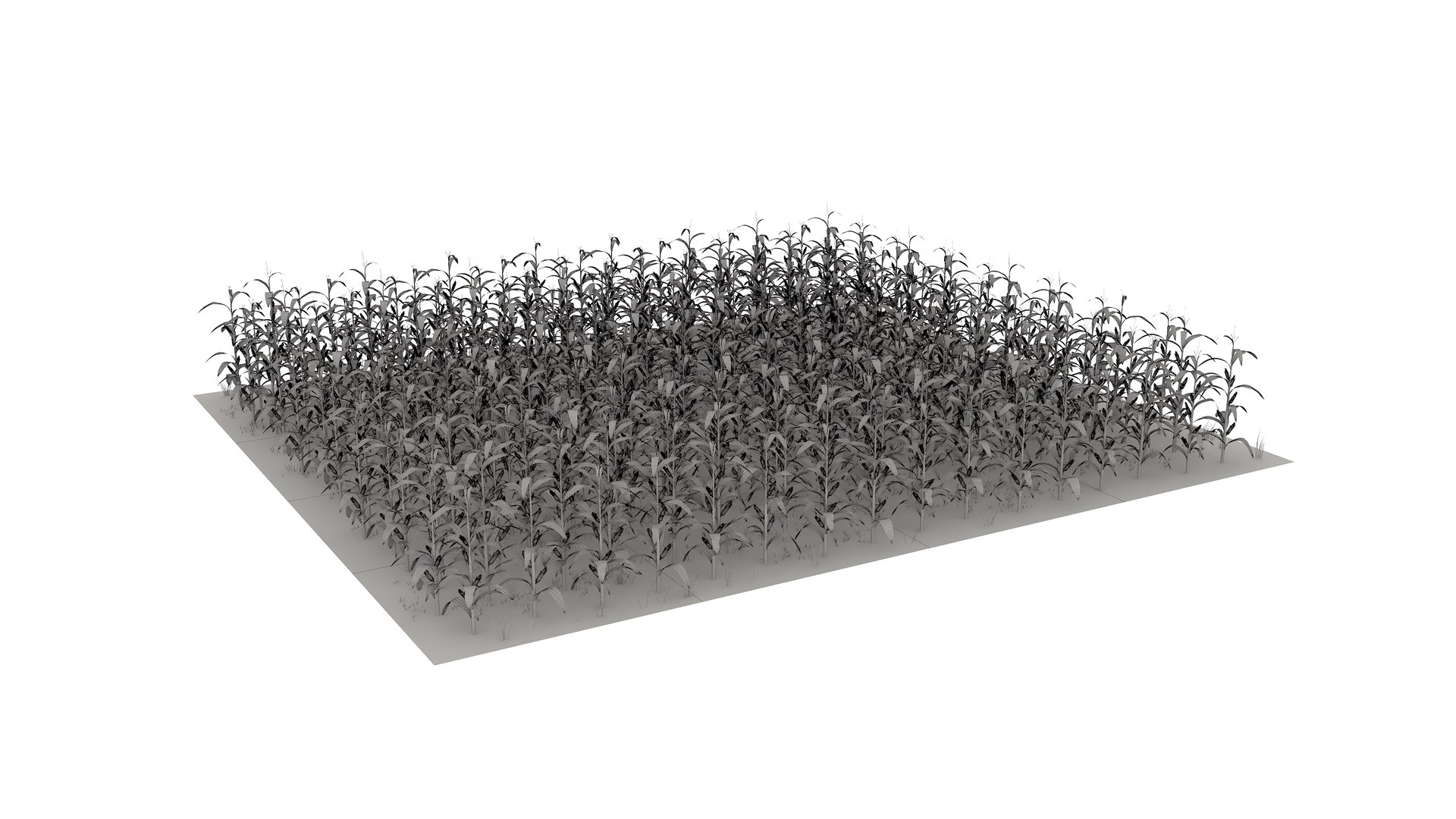 Corn 3D Model - TurboSquid 2268196