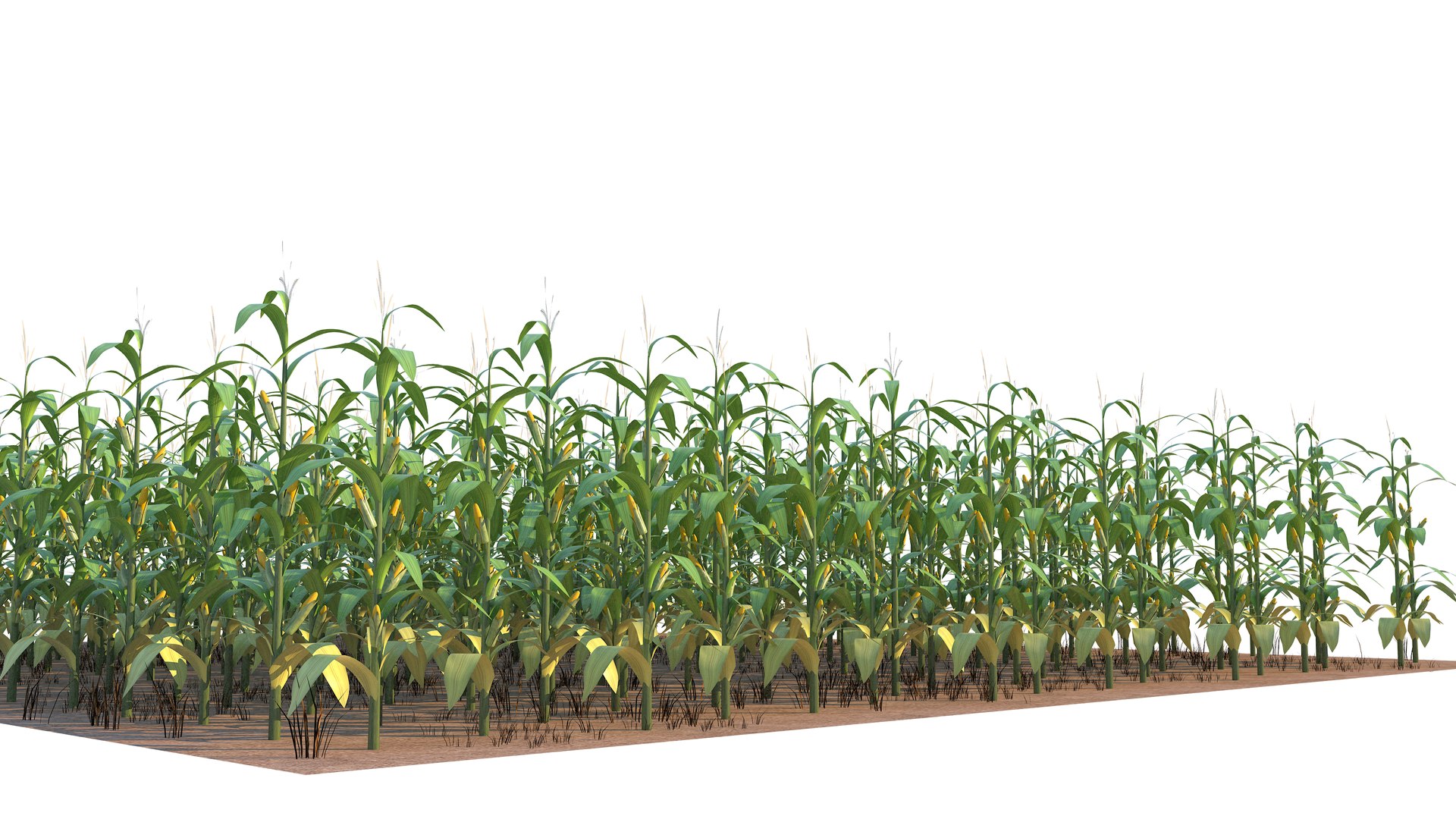 Corn 3D Model - TurboSquid 2268196