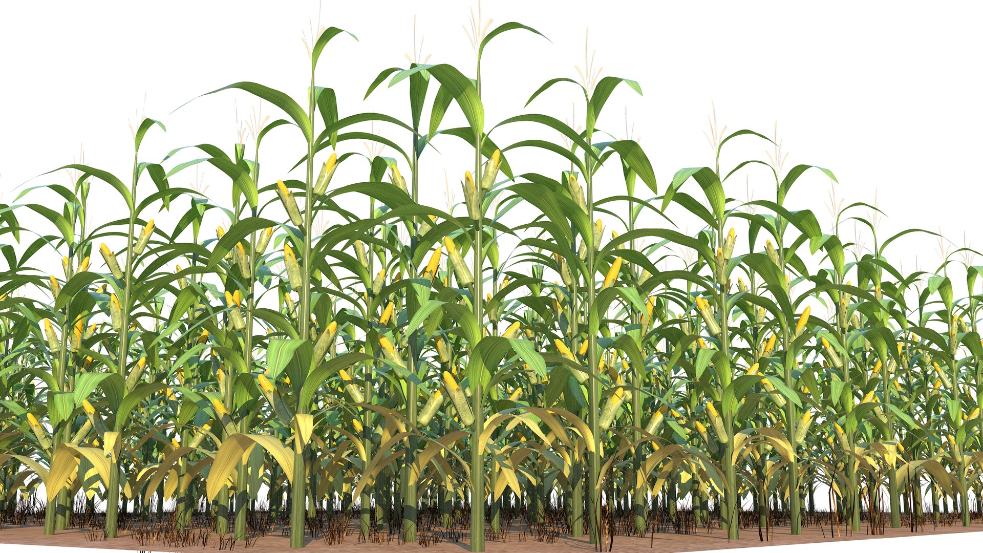 Corn 3D Model - TurboSquid 2268196