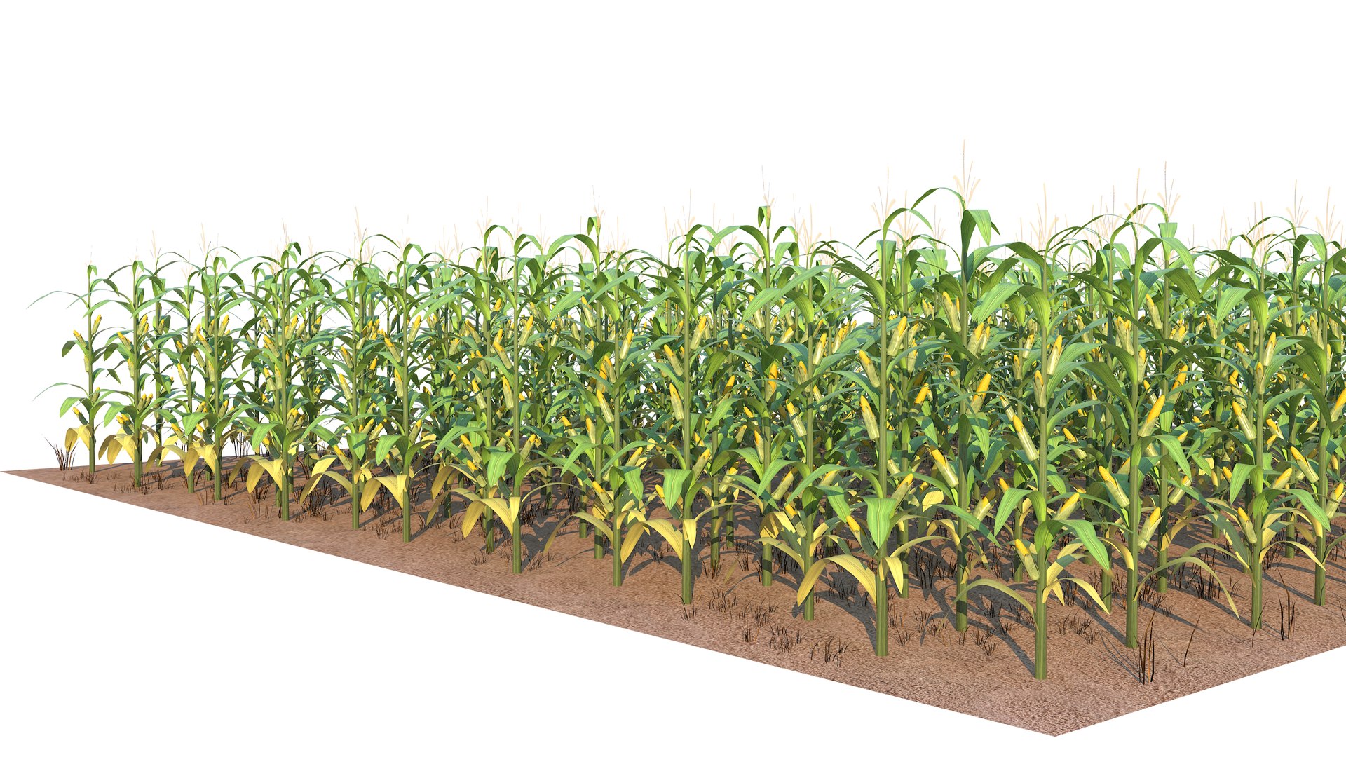 Corn 3D Model - TurboSquid 2268196