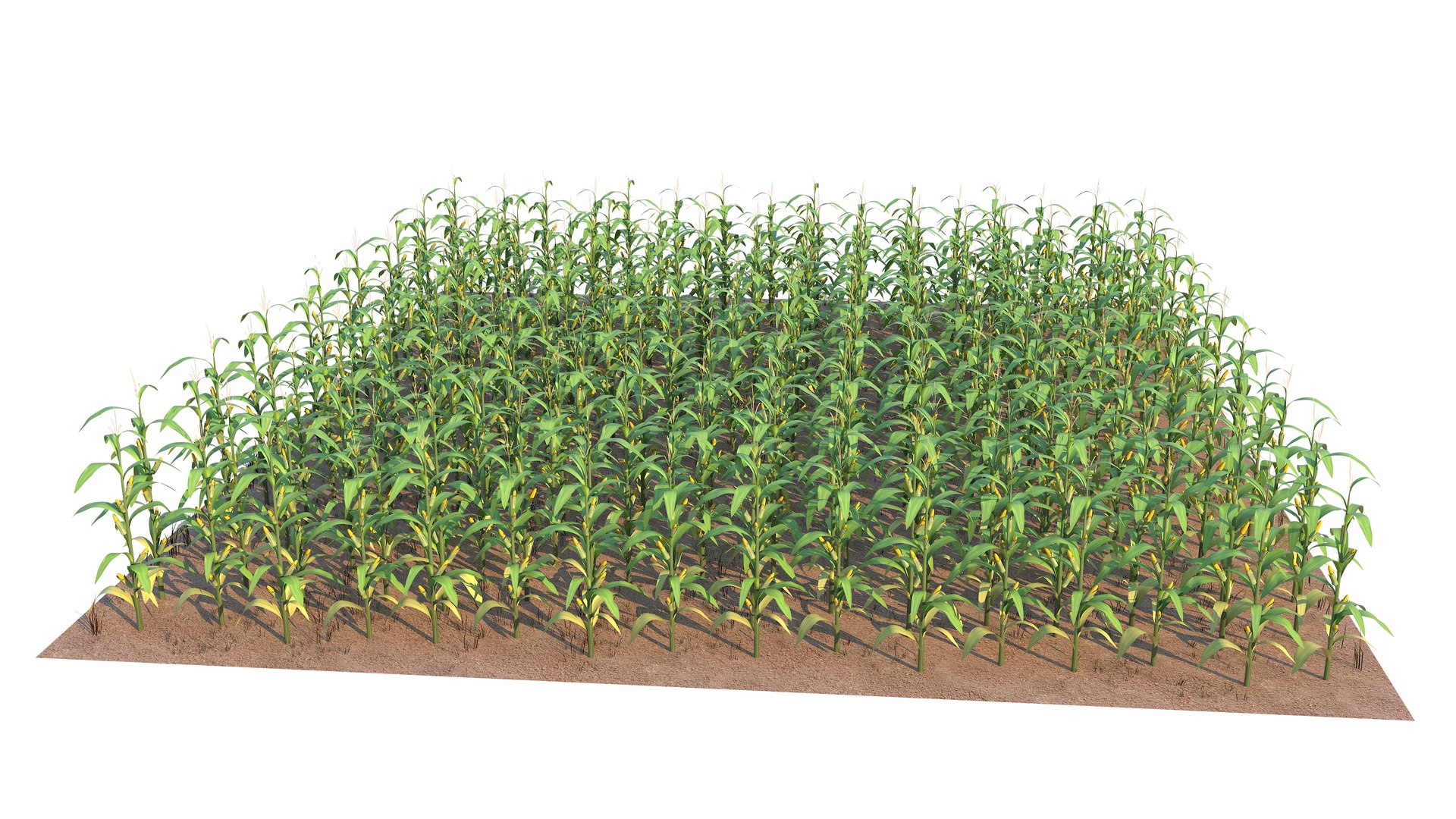 Corn 3D Model - TurboSquid 2268196