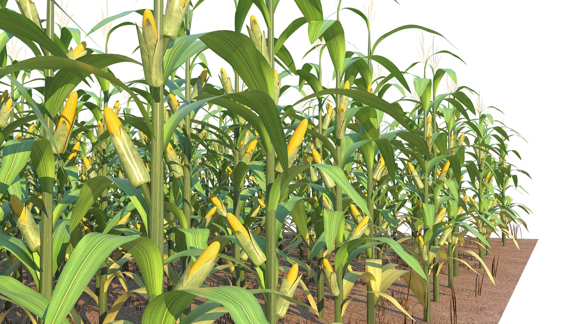 Corn 3D Model - TurboSquid 2268196
