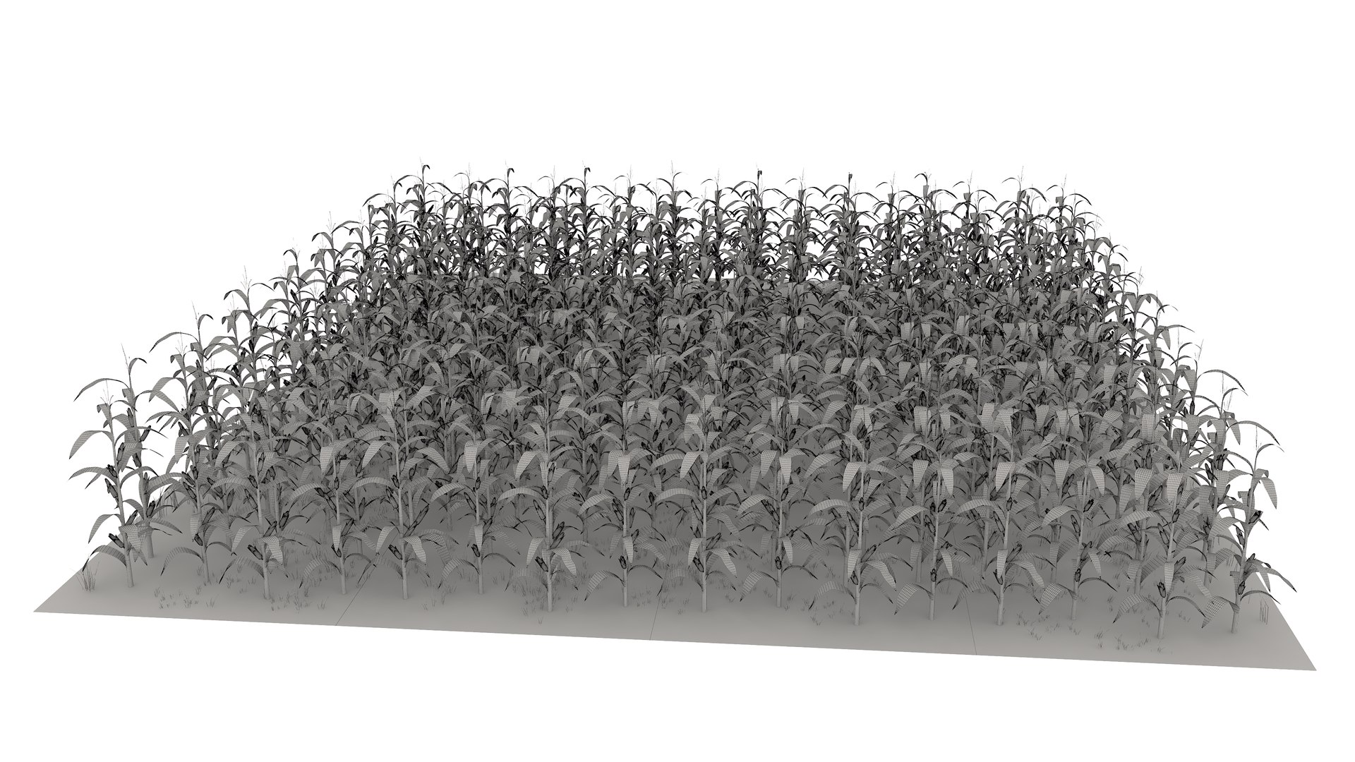 Corn 3D Model - TurboSquid 2268196