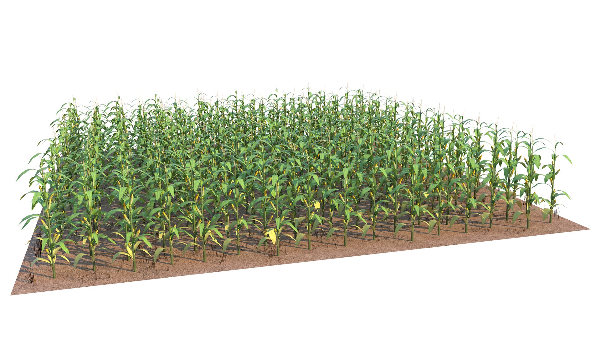 Corn 3D Model - TurboSquid 2268196
