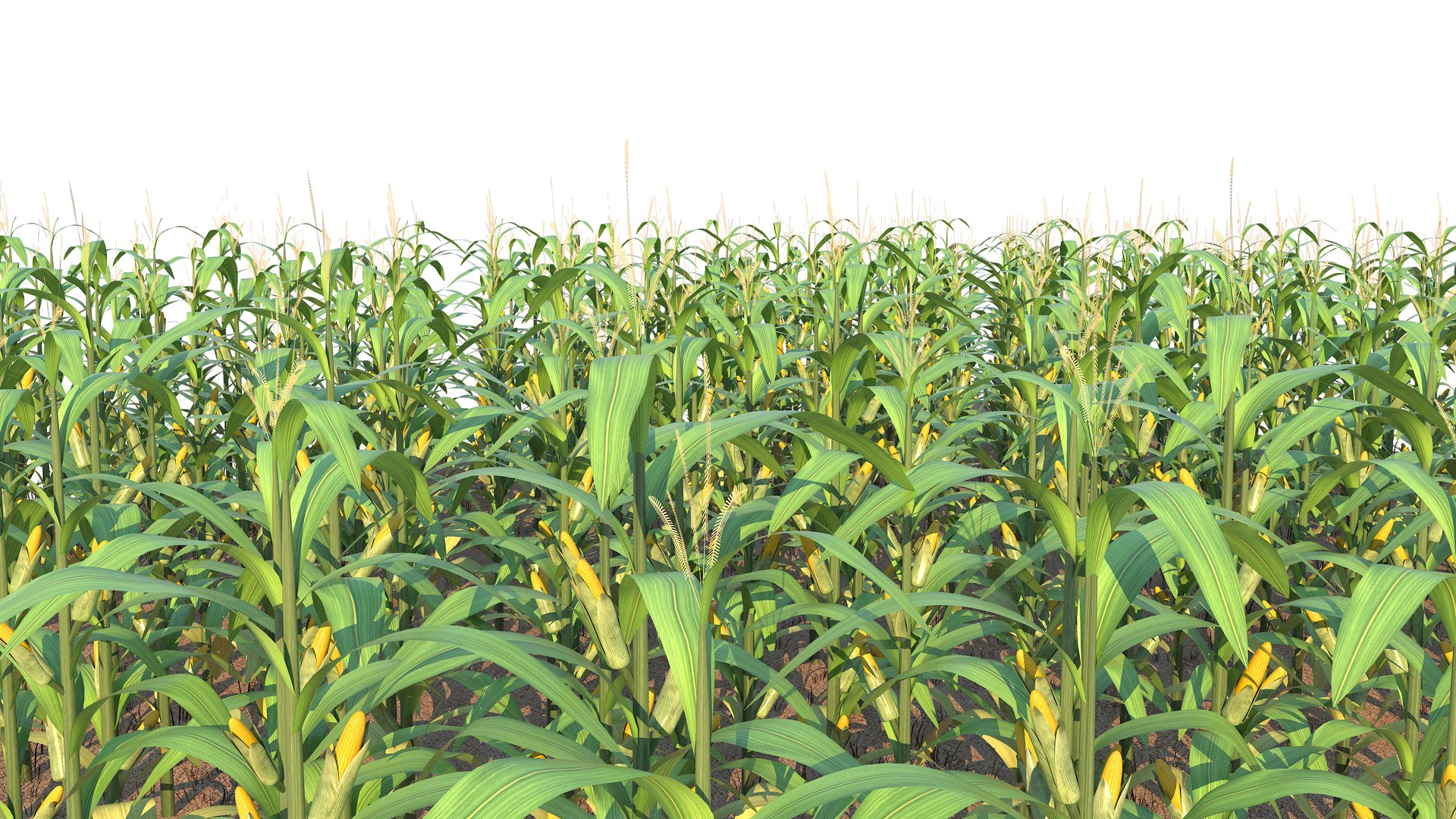 Corn 3D Model - TurboSquid 2268196