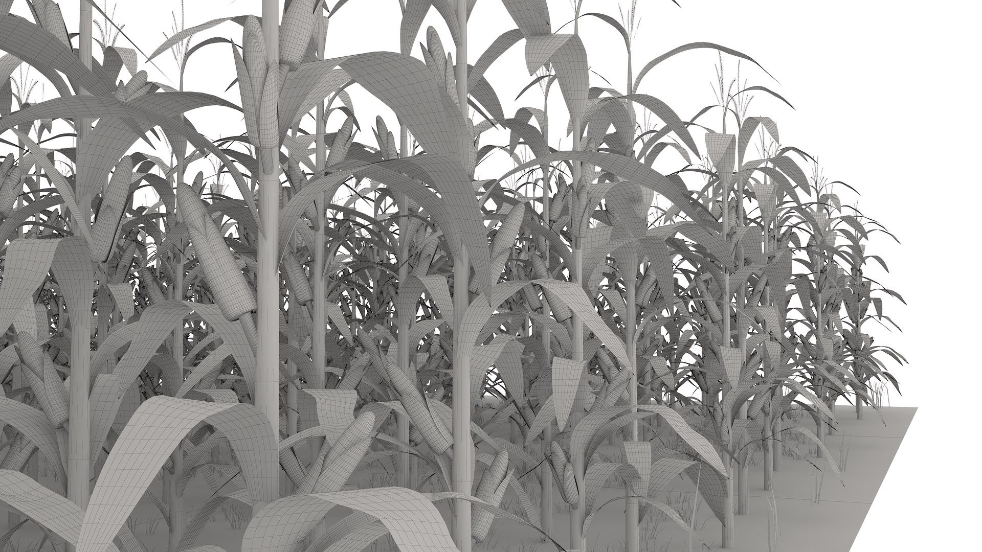 Corn 3D Model - TurboSquid 2268196