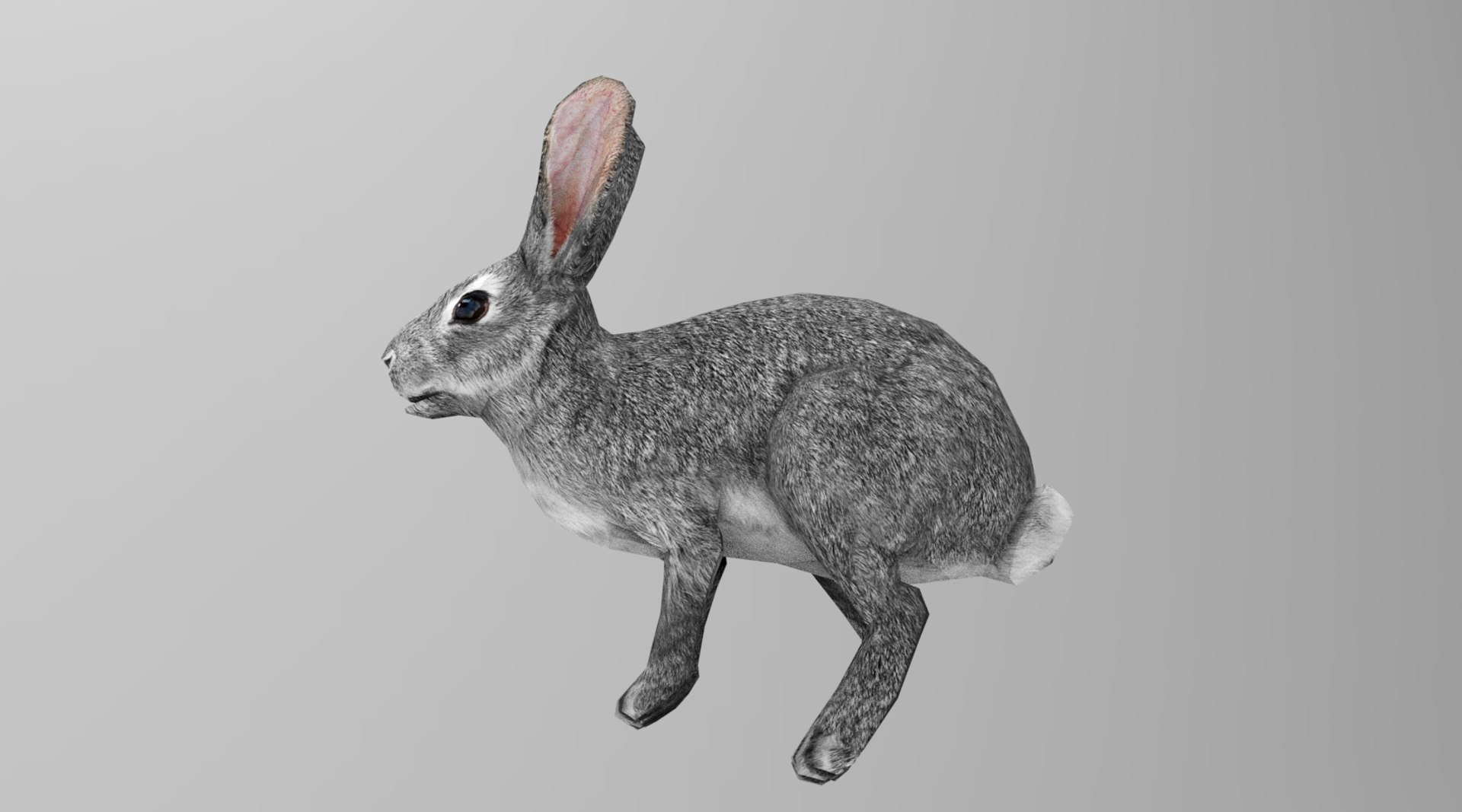 3D Hare - Animated - TurboSquid 2110176