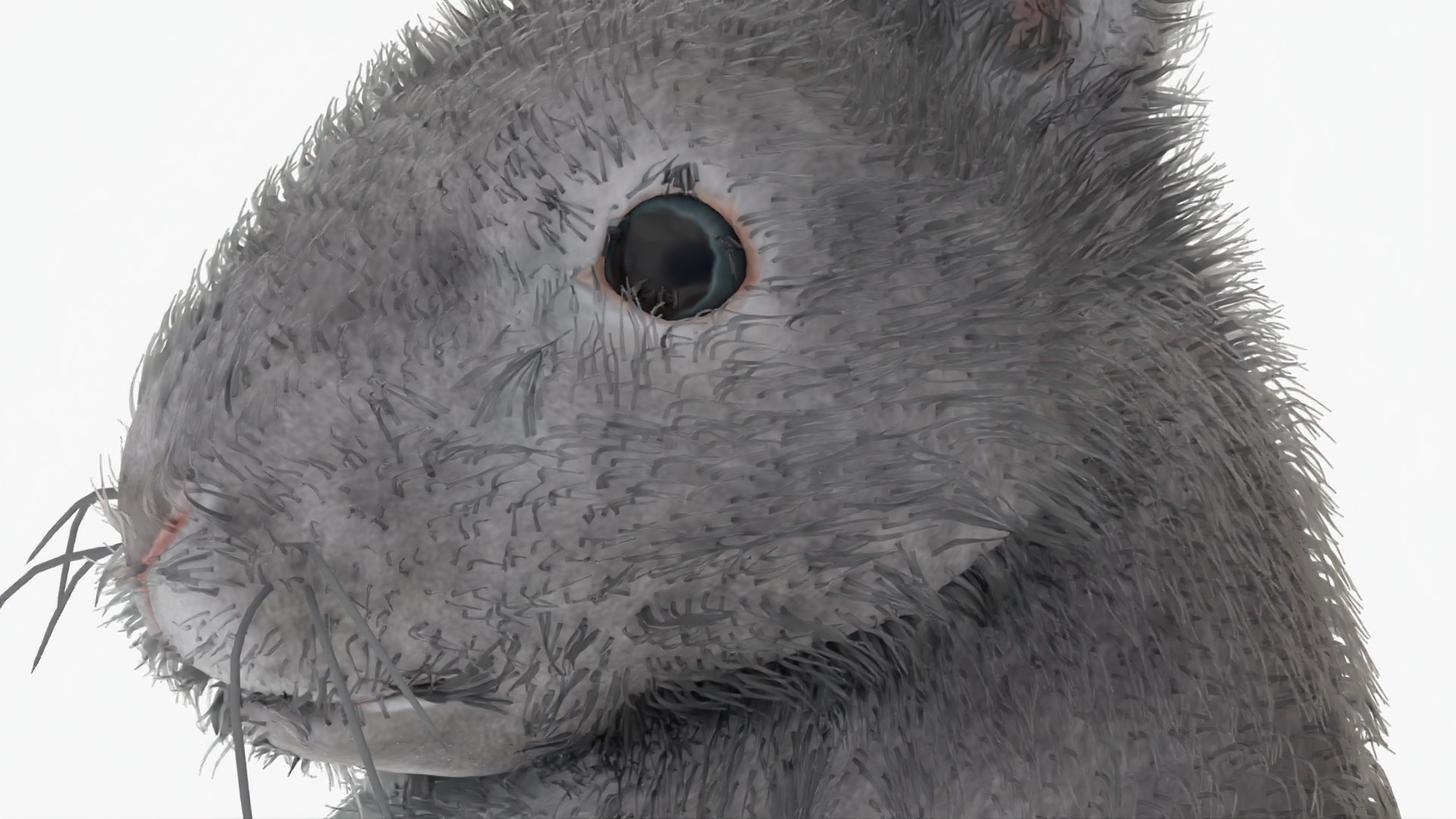 3D Dirty Rigged Rabbit With XGEN Fur For MAYA Arnold - TurboSquid 1988811