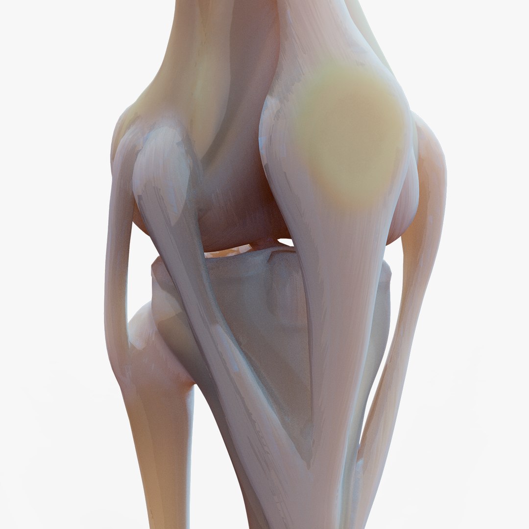 Knee joint 3D model - TurboSquid 1434942