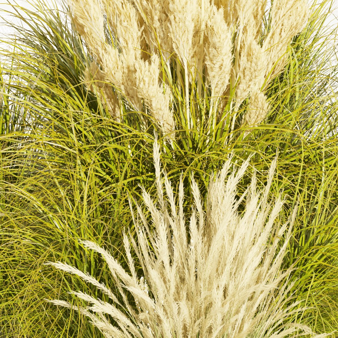 Collection Plant Vol 492 - Grass - Switchgrass - Northwind - Outdoor ...