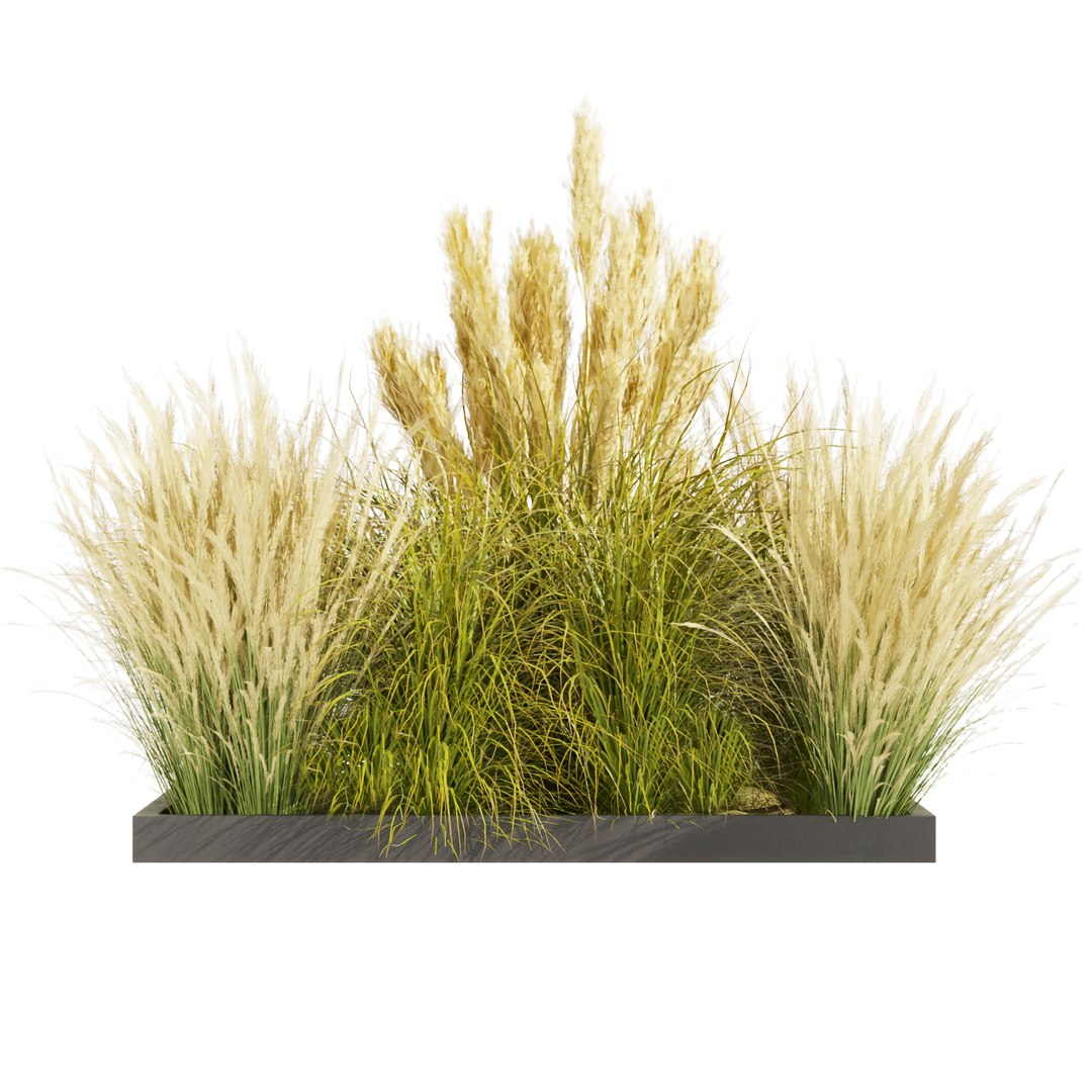 Collection Plant Vol 492 - Grass - Switchgrass - Northwind - Outdoor ...
