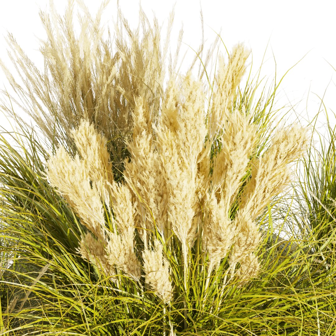 Collection Plant Vol 492 - Grass - Switchgrass - Northwind - Outdoor ...