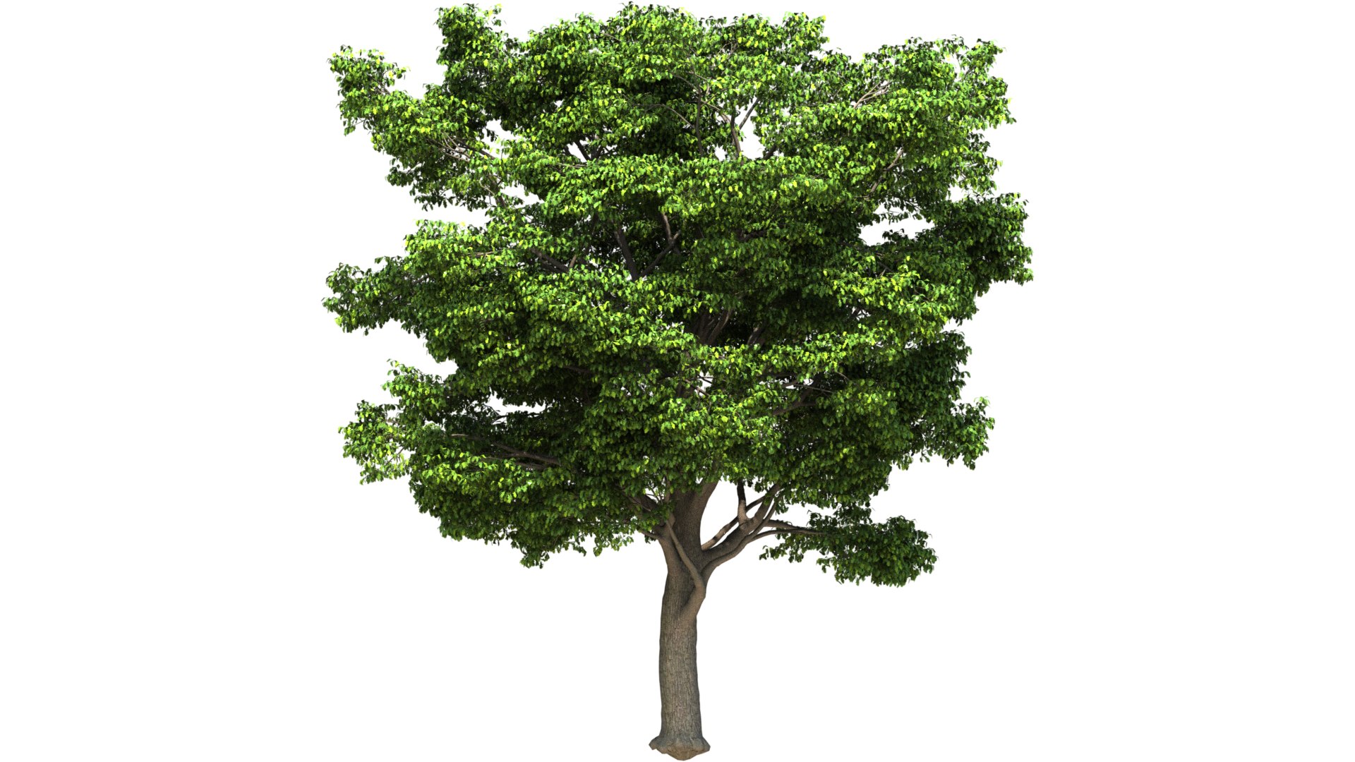 3D All In One Plant Pack Tree Vol5 - TurboSquid 2334810