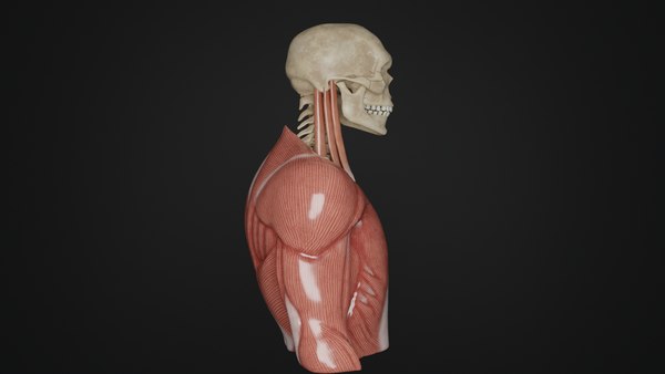 modelo 3d Anatomía Humana-TÓRAX - TurboSquid 2230044