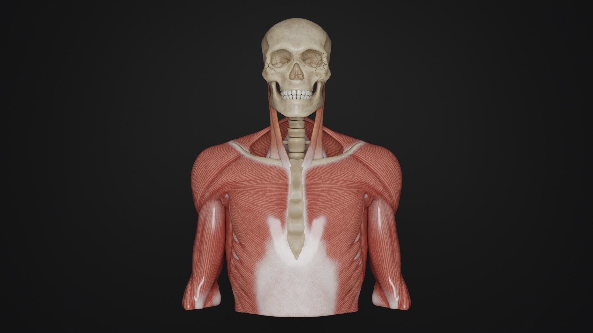 3D Human Anatomy-THORAX - TurboSquid 2230044