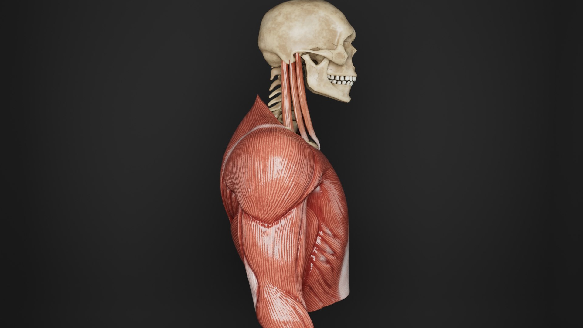3D Human Anatomy-THORAX - TurboSquid 2230044