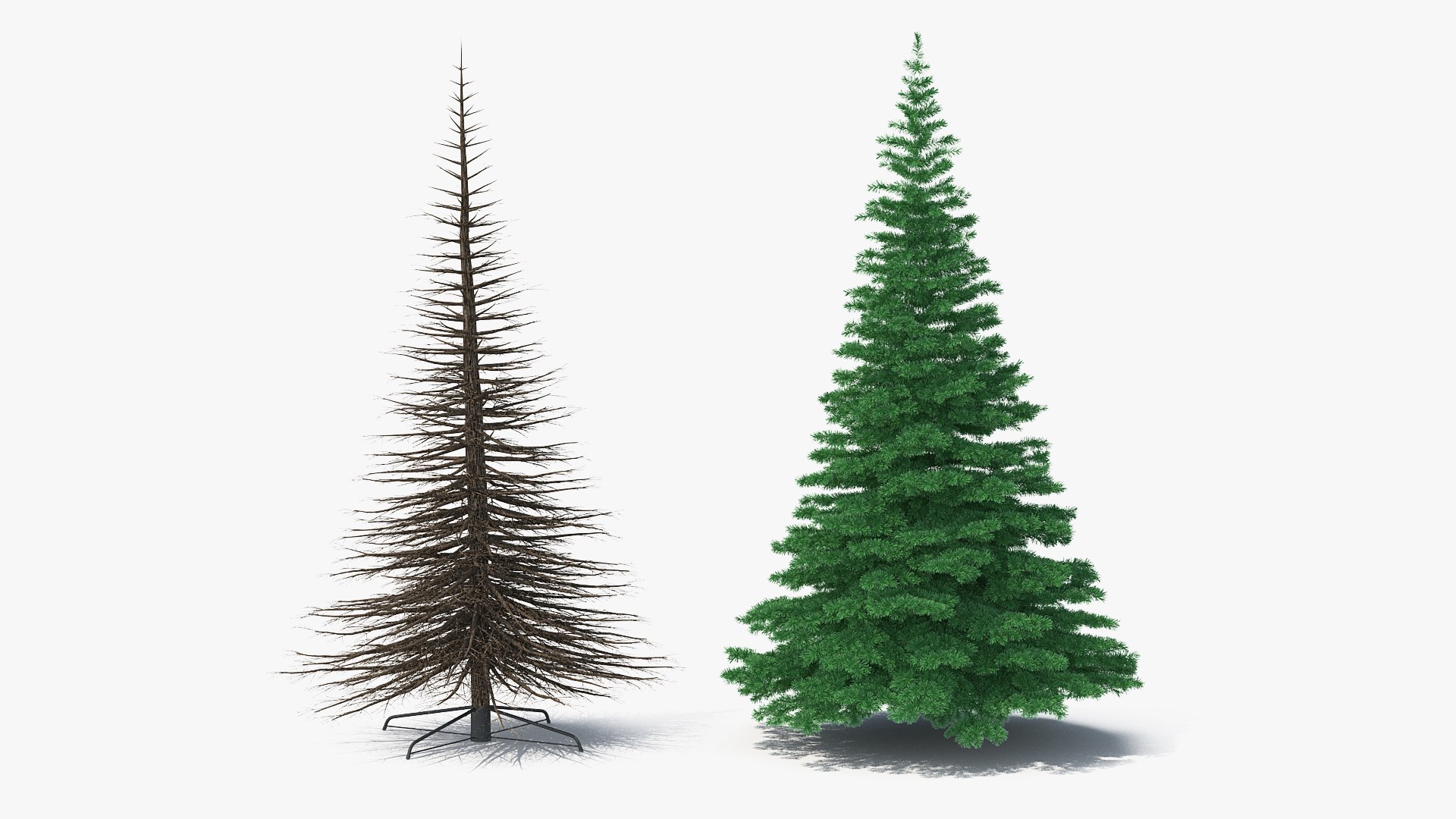 3D Woodland Pine - TurboSquid 1464225
