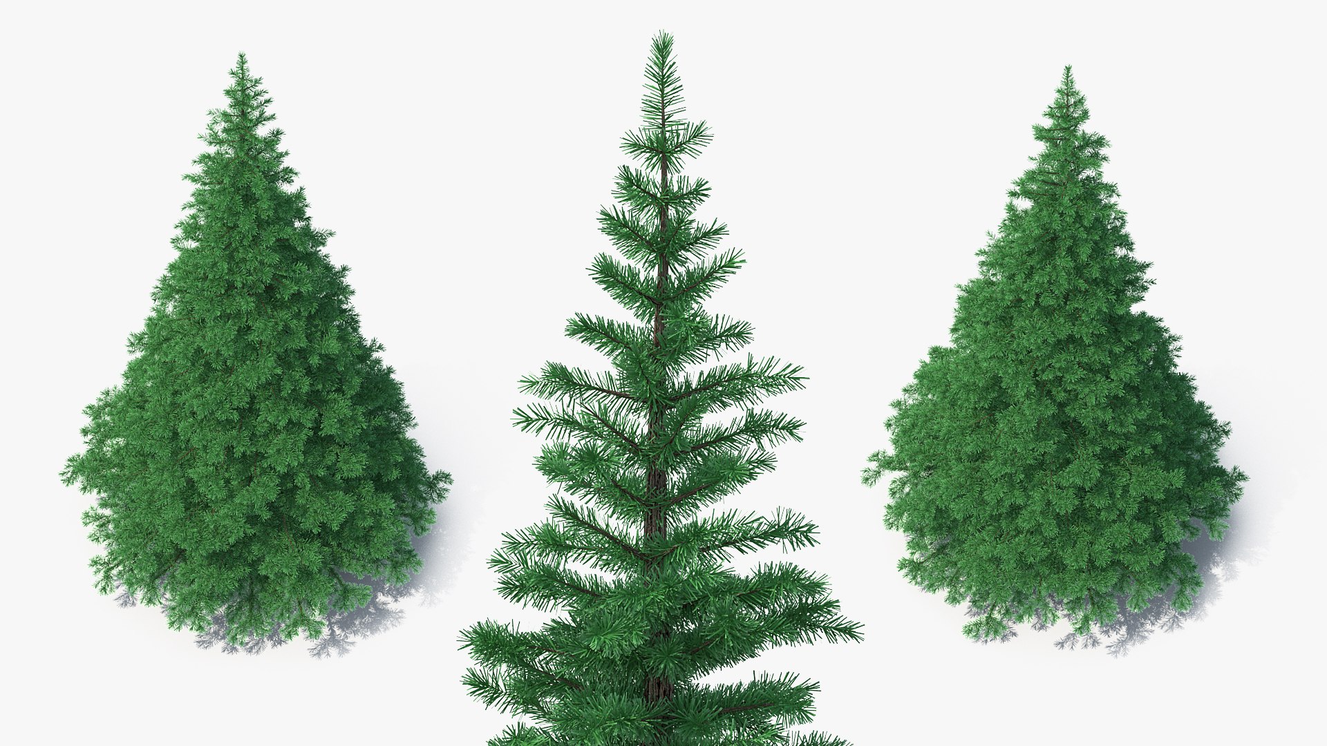 3D Woodland Pine - TurboSquid 1464225