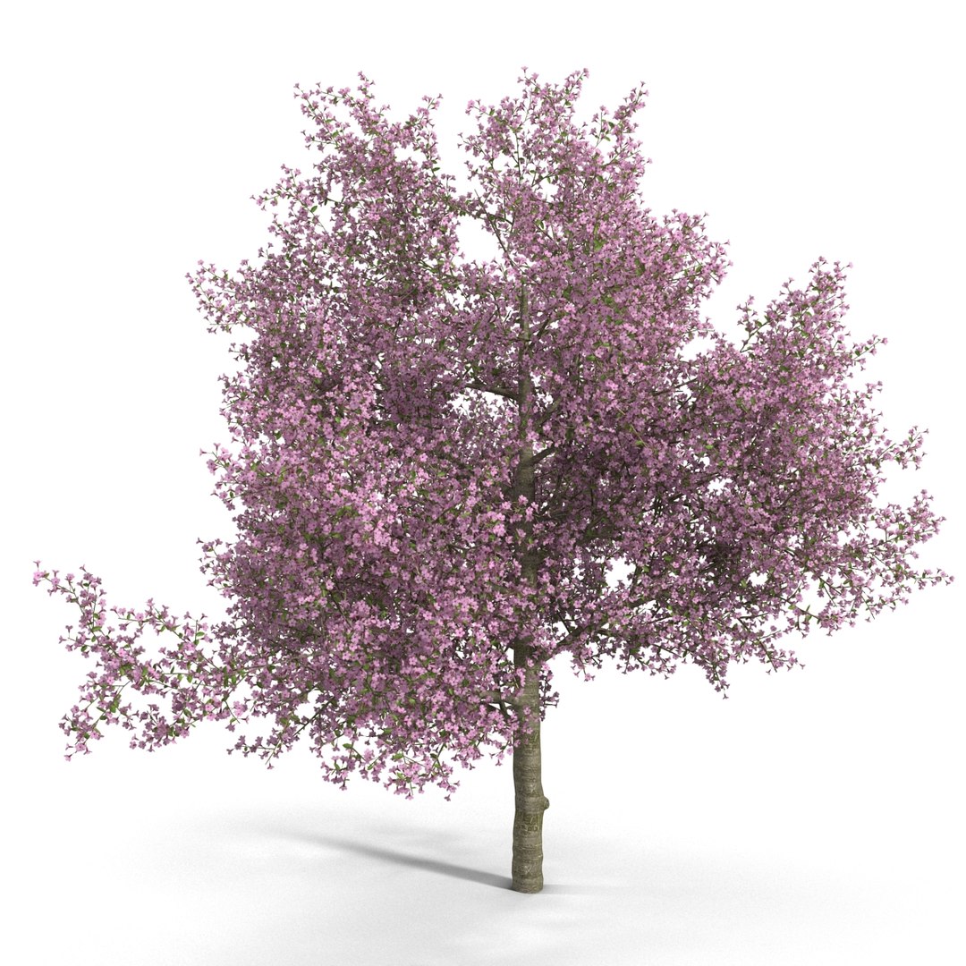 Cherry Tree 3d C4d