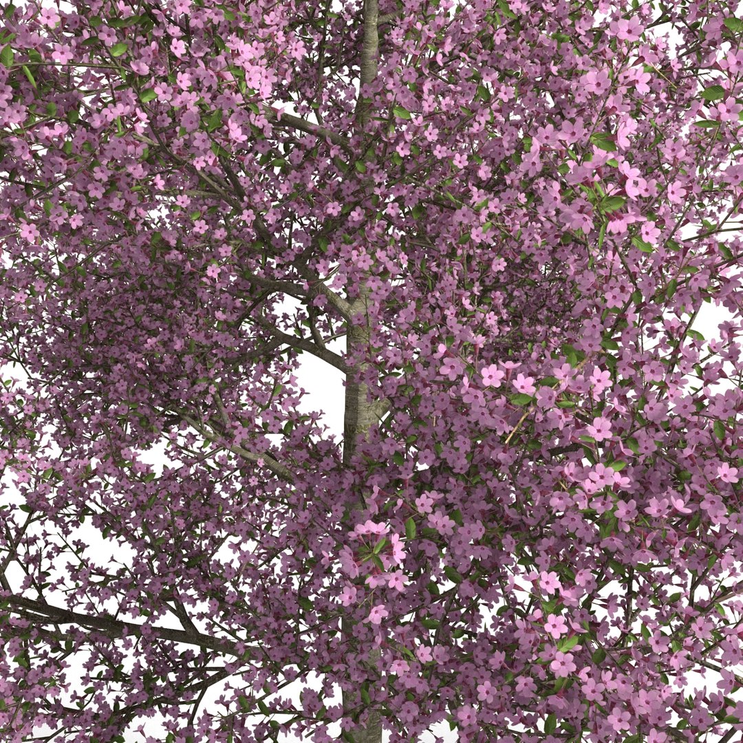 Cherry Tree 3d C4d