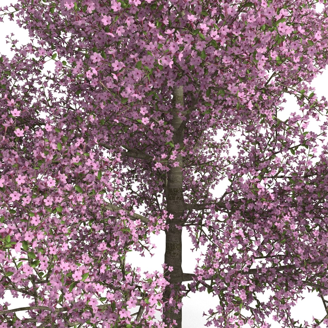Cherry Tree 3d C4d