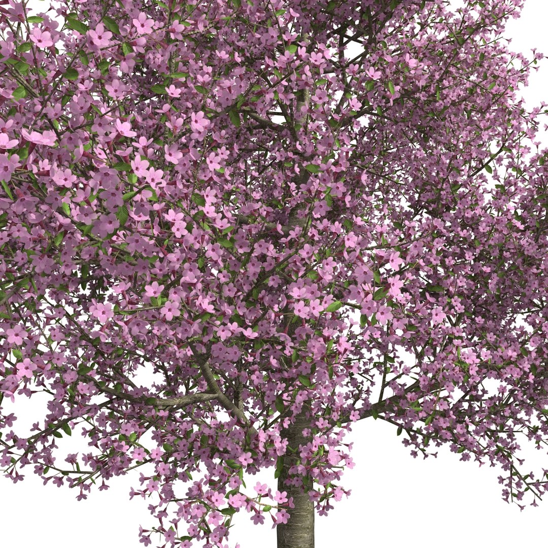 cherry tree 3d c4d