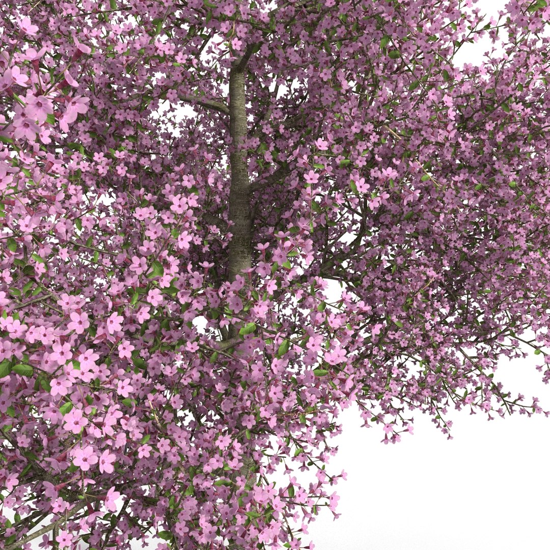 Cherry Tree 3d C4d