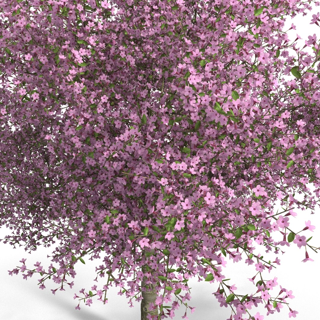 Cherry Tree 3d C4d